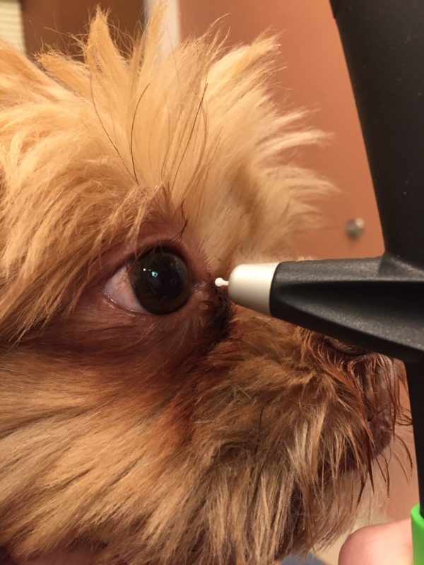 Veterinary Medicine – Blind Tails