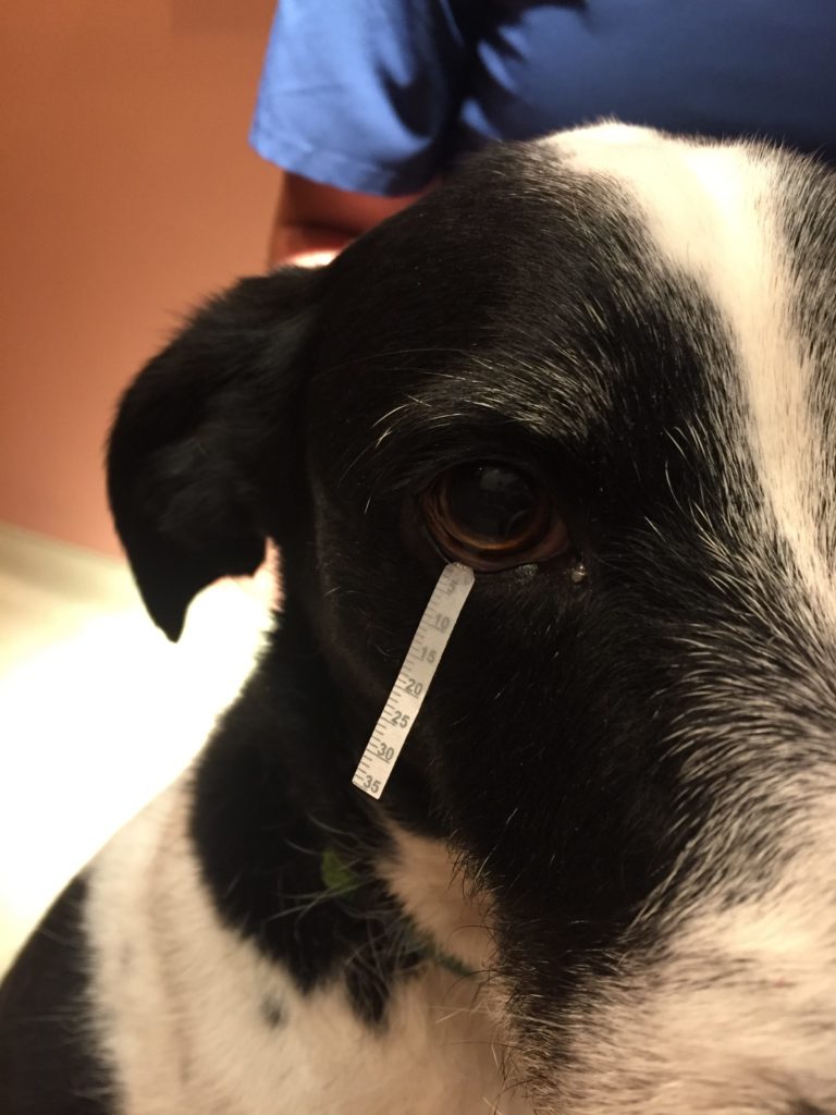 Veterinary Medicine – Blind Tails